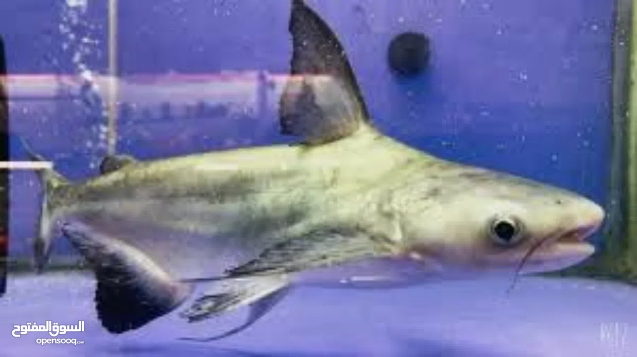 لمحبي النوادر متوفر صغار القرش (paroon shark )سريعة النمو - (217639798 ...