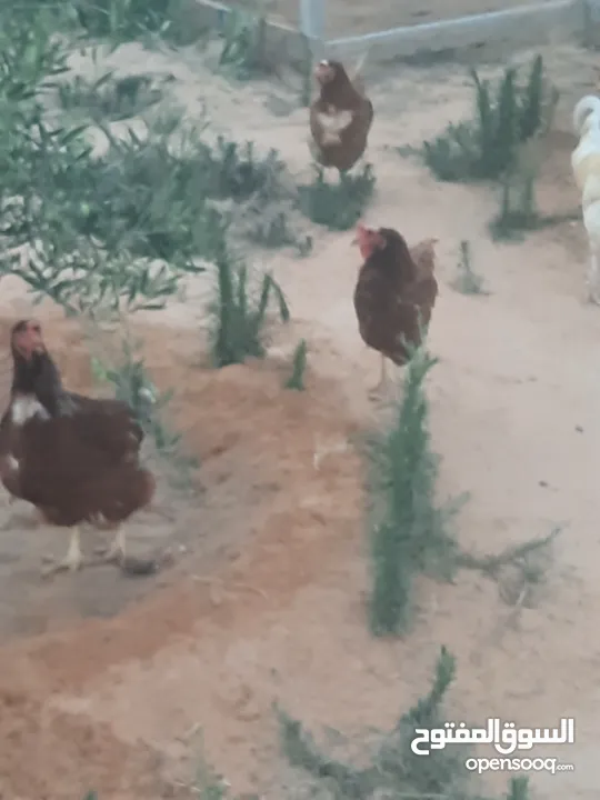 دجاج أحمر للبيع : دجاج : زليتن حي الغويلات (267664135)