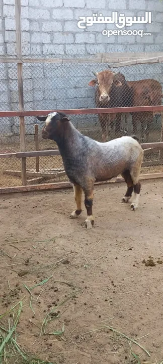 تيس فحل للبيع 140 : غنم : الباطنة صحار (216493044)
