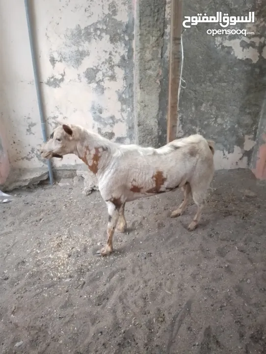 تيس فحل من حلال الصلالي أجم ولون كريمي اللهم بارك - (236794618) | السوق ...