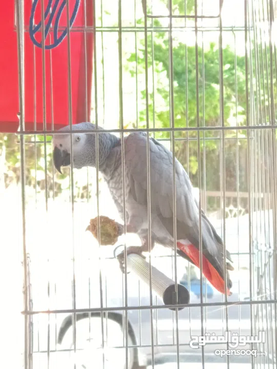 Casco parrots, male and female, over 11 years old, for sale or exchange on Macaw or Silver Crest ...