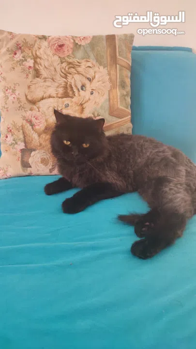 Blake Persian cat : قطط : مسقط العذيبة (253577613)
