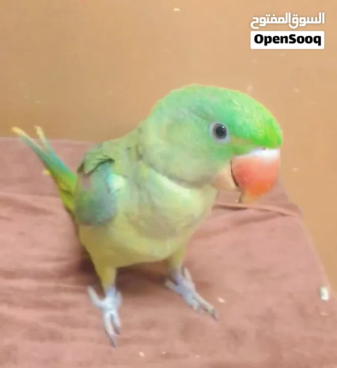 Nepali parrot Full hand tame Beautiful raw parrot - (251399739) | السوق ...