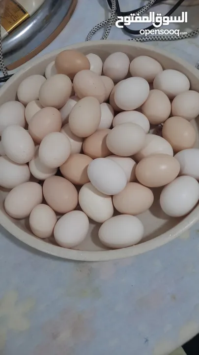 بيض عماني للبيع : طعام - غذاء - اخرى : الباطنة صحم (274542615)