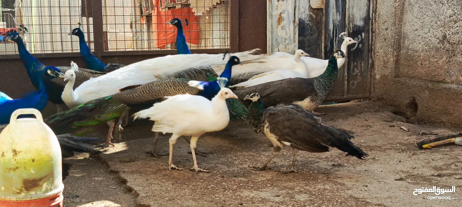 طاوس هندي ابيض غزال : دجاج : إربد الصريح (238380366)