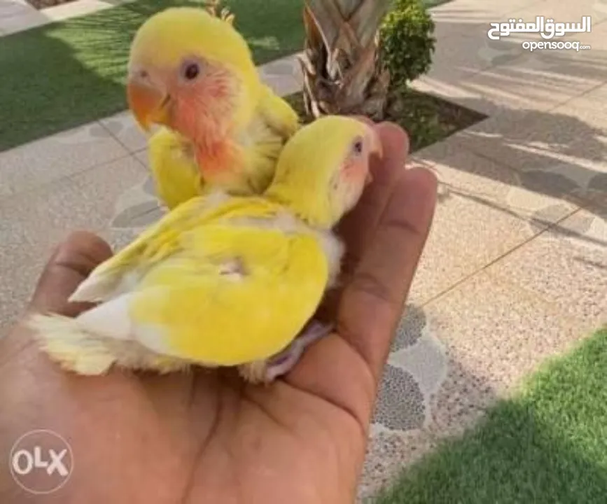 فرخ روز ابلاين راس احمر كامل صور - (251304305) | السوق المفتوح