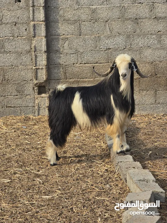 للبيع تيس فحل سعيدي راهي - (269418207) | السوق المفتوح