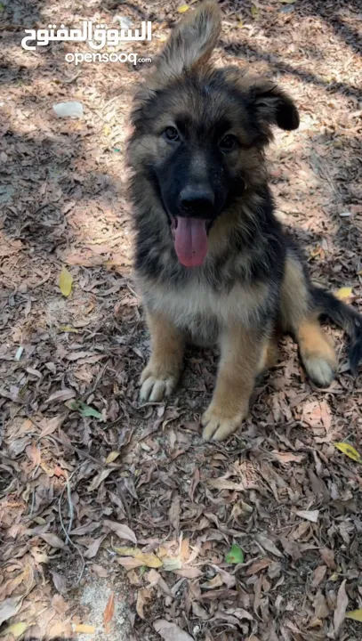 Pure German shepherd puppies - (262908991) | السوق المفتوح