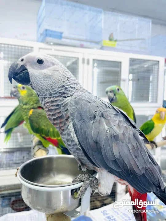 Red Factor African Grey Parrot - (267127095) | السوق المفتوح