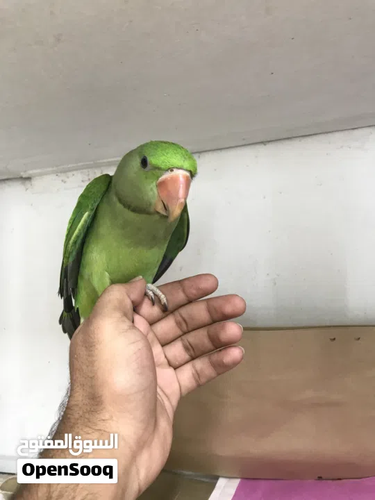 Nepali Parrot : ببغاء : الشارقة الجبيل (273235961)