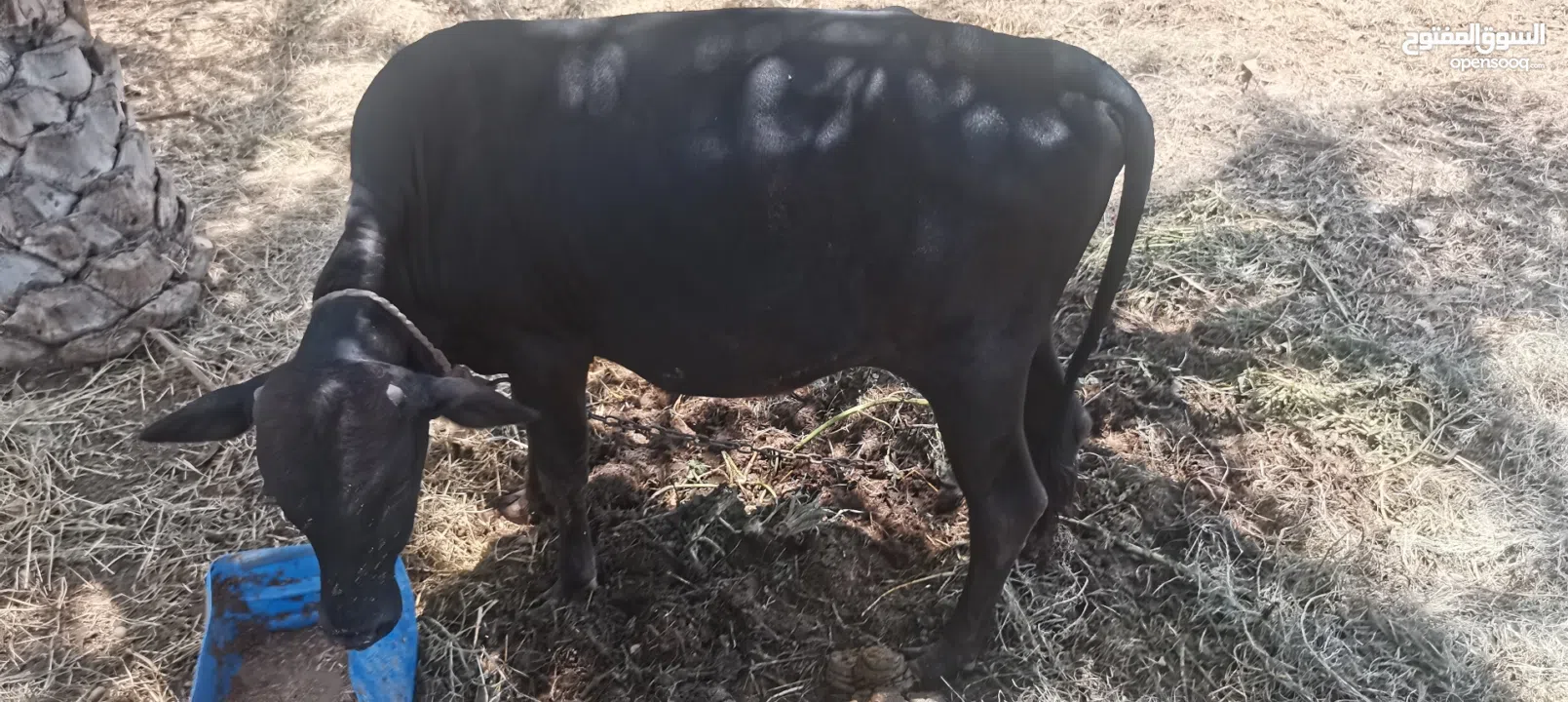 100%Omani cow 2available 2midium - (246432249) | السوق المفتوح