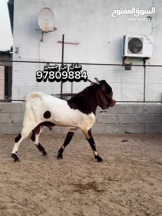 تيس بكستاني فحل حااااار - (252214269) | السوق المفتوح