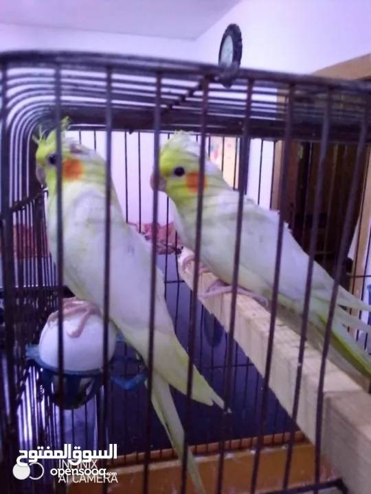 فراخ ومخاليف كوكتيل لاتيني عين حمراء وحبشي - (238806818) | السوق المفتوح