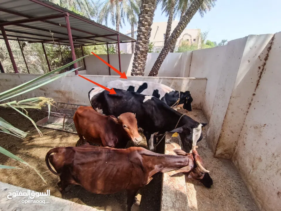 ابقار للبيع : أبقار : الباطنة وادي المعاول (269092275)