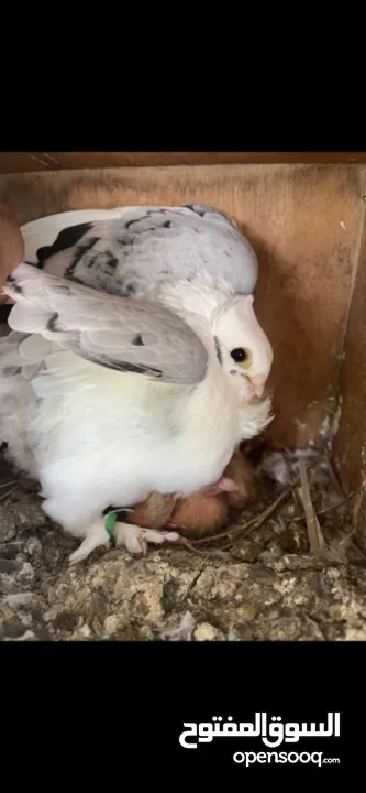 حمام حب رمان بيور منتجات فراشه ومفصفص وبلوبار - (230097254) | السوق المفتوح