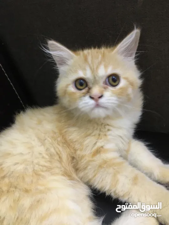 قطة ميكس للتبني : قطط أخرى : أبو ظبي بني ياس (206398650)