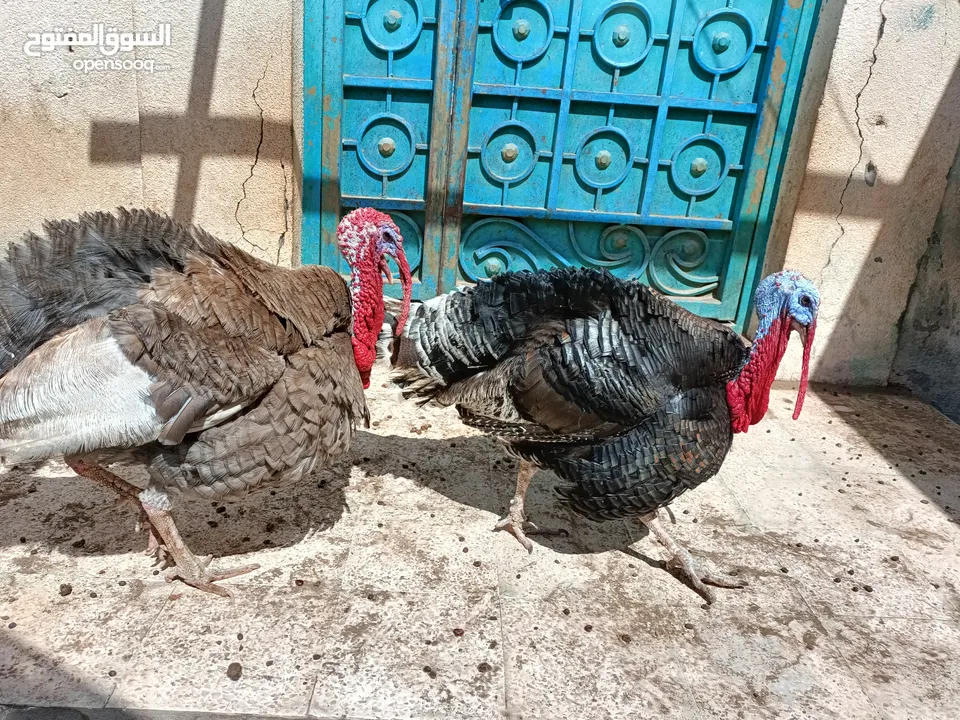 ديك رومي كبير ماشاءالله - (215009126) | السوق المفتوح