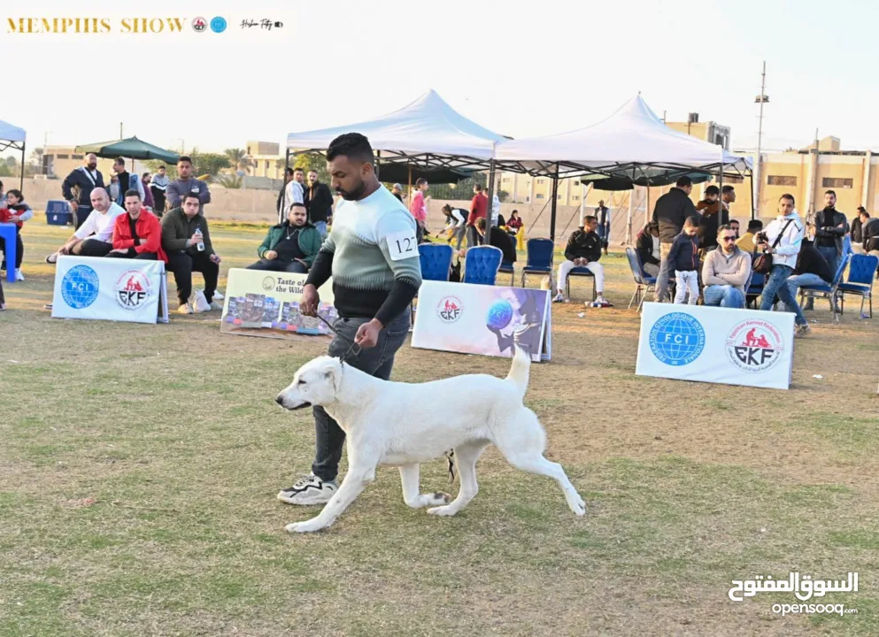 Central Asia shepherd dog /Albay - (252035185) | السوق المفتوح