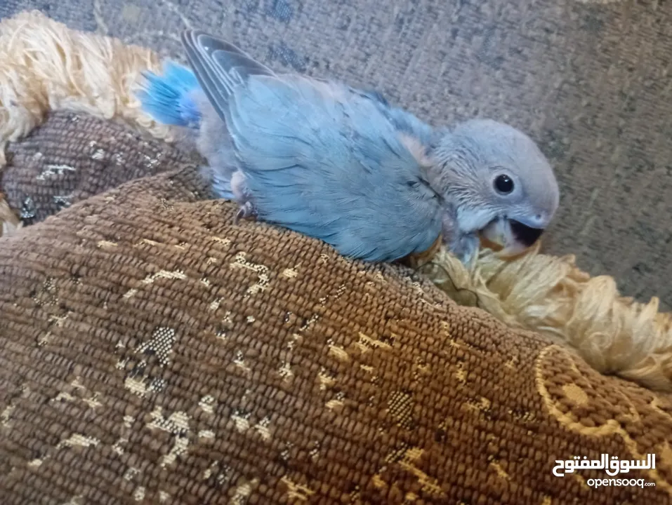 فرخ روز متعود ع زق بالملعقه والسرنجه مابغلب 10 د نهاءي عمره شهر ...