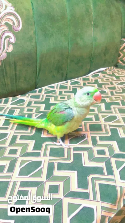 Nepali parrot Full hand tame Beautiful raw parrot - (251399739) | السوق ...