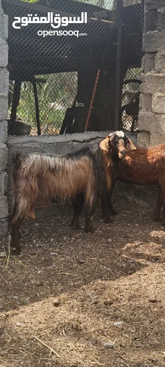 للبيع تيس فحل كبير فلعمر خام رام التيس الثاني الأحمر الا ضاهر فلفيديو ...