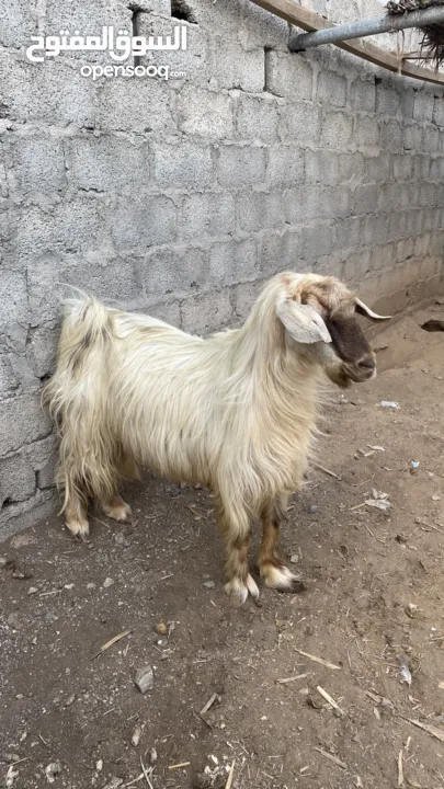 تيس فحل ًًًًًً : ماعز : الشرقية إبراء (249499387)