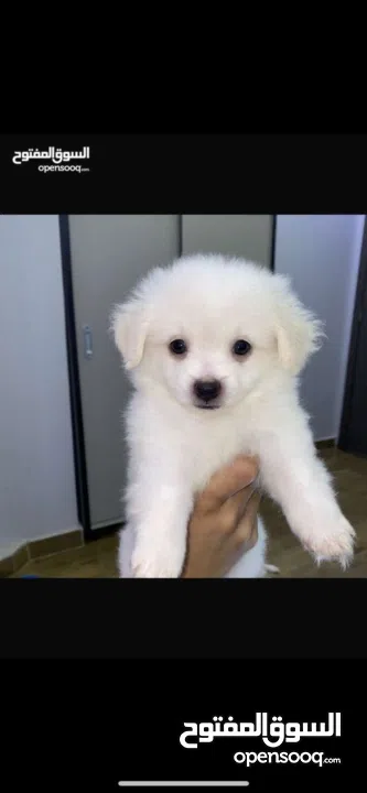 Pure mini griffon for sale - (266662369) | السوق المفتوح