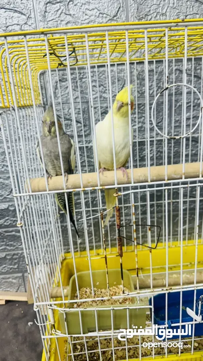 فراخ ومخاليف كوكتيل لاتيني عين حمراء وحبشي - (238806818) | السوق المفتوح