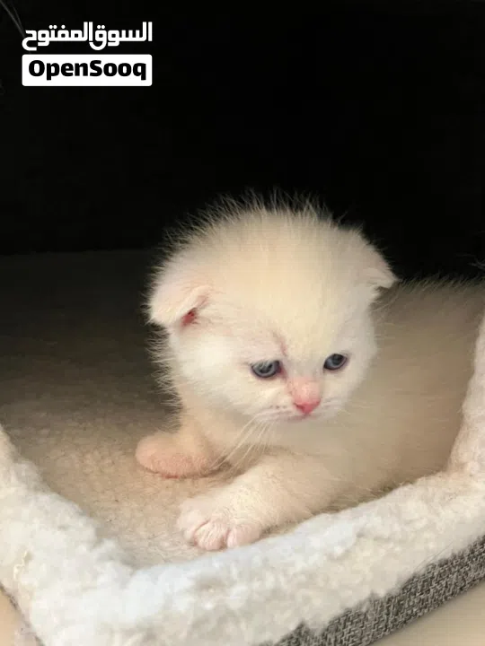 Pure Scottish Fold White Cat - for reservation - (270355495) | السوق ...