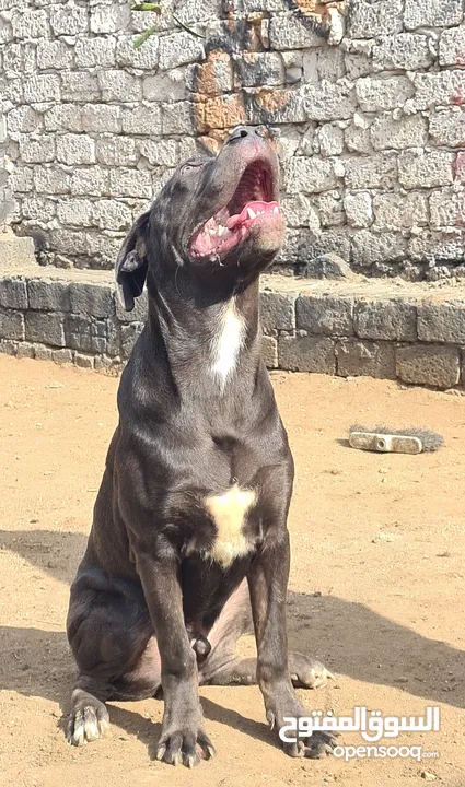 كين كورسو ذكر 5 شهور ونص - (274129577) | السوق المفتوح