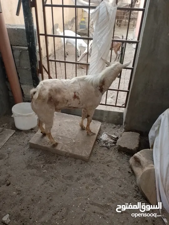 تيس فحل من حلال الصلالي أجم ولون كريمي اللهم بارك - (236794618) | السوق ...