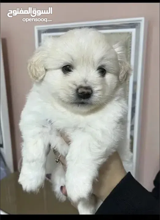 Pure mini griffon for sale - (267117715) | السوق المفتوح