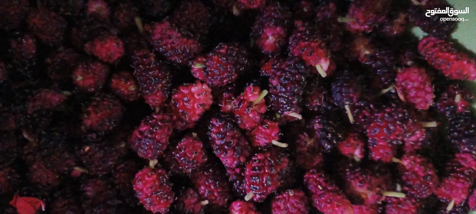 توت بلدي للبيع الكيلو ب 2 دينار - (263135651) | السوق المفتوح