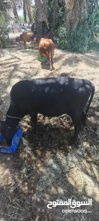 100%Omani cow 2available 2midium - (246432249) | السوق المفتوح