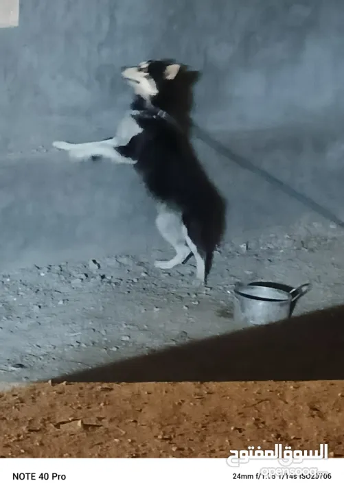 اقل سعر بالمملكه كلب هاسكي لارج ذكر لعوب مطعم جميع مطاعيمه للبيع المفرق ...