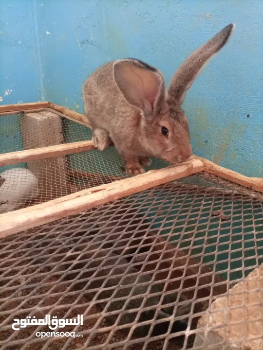 ارانب الماني على اكراني اقرأ الاعلان قبل لا تبعت - (219487824) | السوق ...