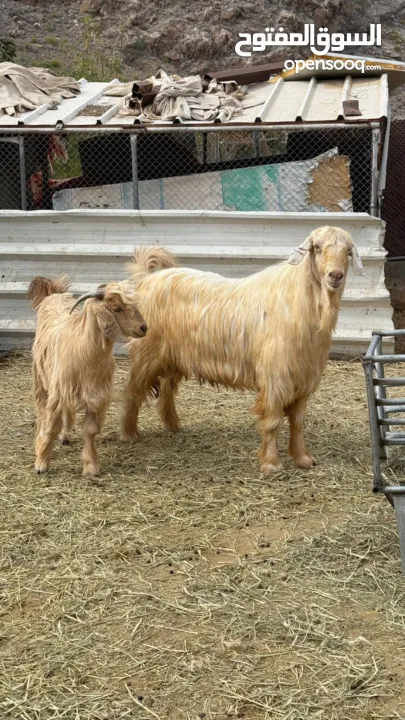 تيس فحل من حلال الجواميد - (256816703) | السوق المفتوح