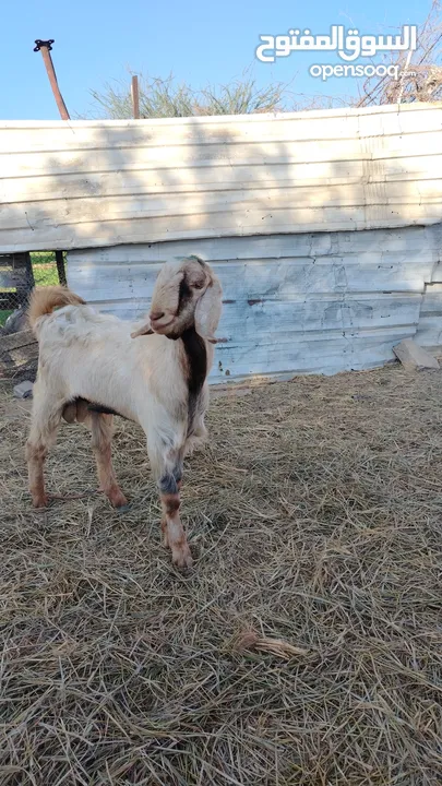 مشروع فحل تيس باكستاني - (255329445) | السوق المفتوح