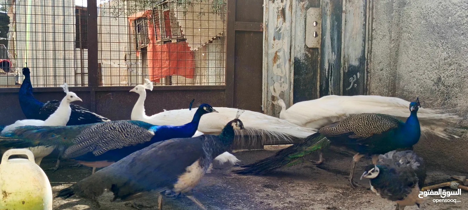 طاوس هندي ابيض غزال : دجاج : إربد الصريح (238380366)