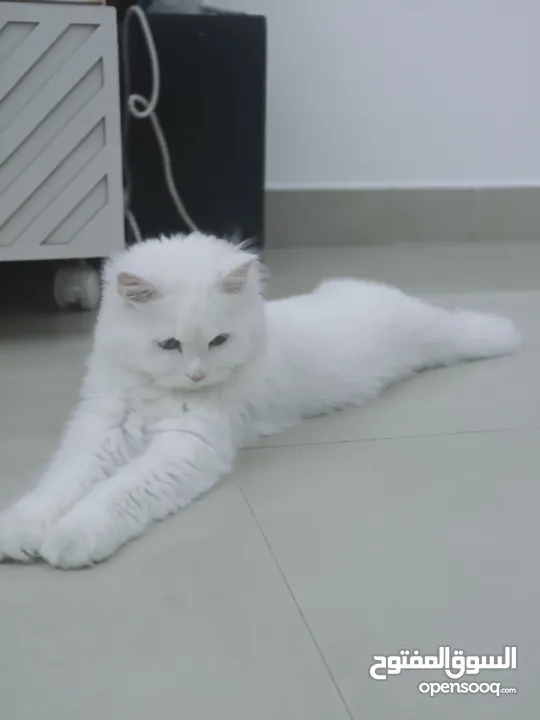 Turkish Angora - 1 year - Pure White - (262100675) | السوق المفتوح