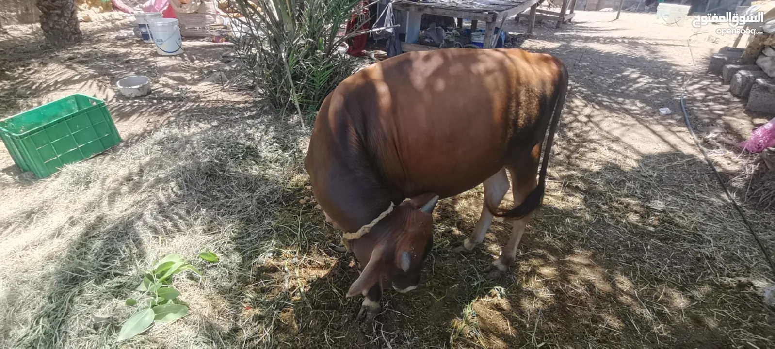 100%Omani cow 2available 2midium - (246432249) | السوق المفتوح