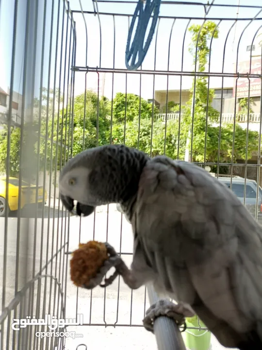 Casco parrots, male and female, over 11 years old, for sale or exchange ...