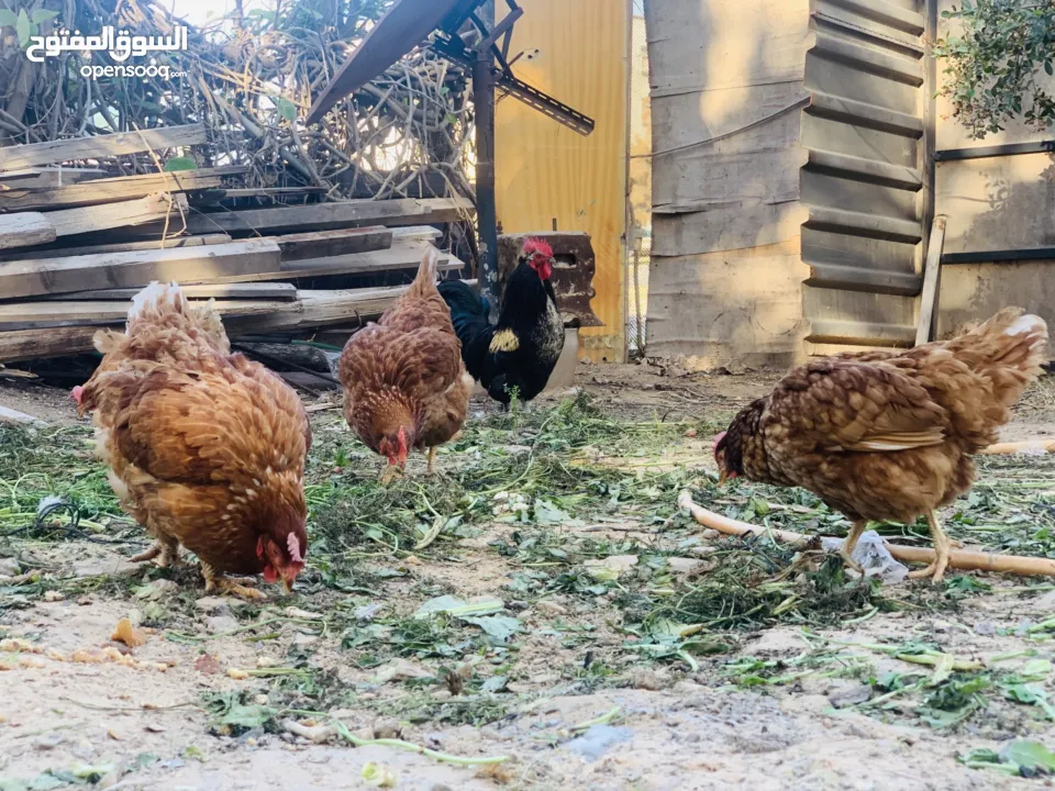 دجاج احمر غليظ : دجاج : طرابلس أبو ستة (256620221)
