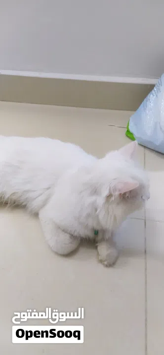 cat irani White : قطط : مسقط المعبيلة (252520443)