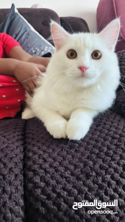 Turkish angora pure white cat for free - (253559811) | السوق المفتوح