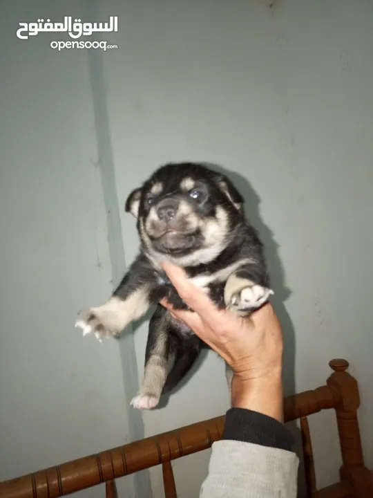 ذكر لؤطه للبيع : كلاب للبيع : الإسكندرية عجمي (274164977)