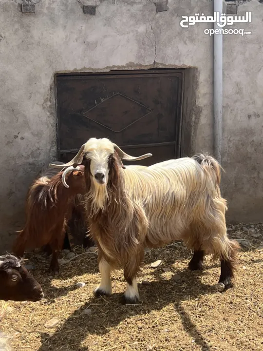 تيس فحل مد و شور : غنم : الباطنة الرستاق (251577023)