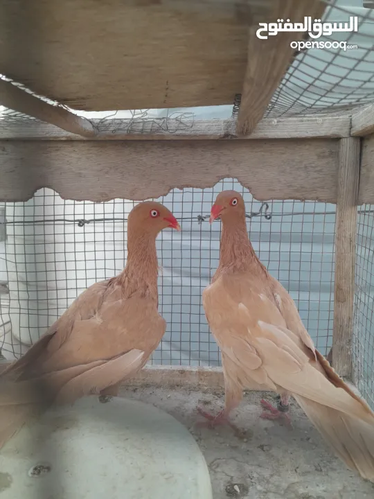 جوز سلافر أصفر + فرخ سلافر أبيض - (253343251) | السوق المفتوح