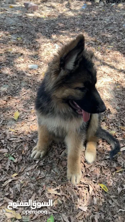 Pure German shepherd puppies - (262908991) | السوق المفتوح