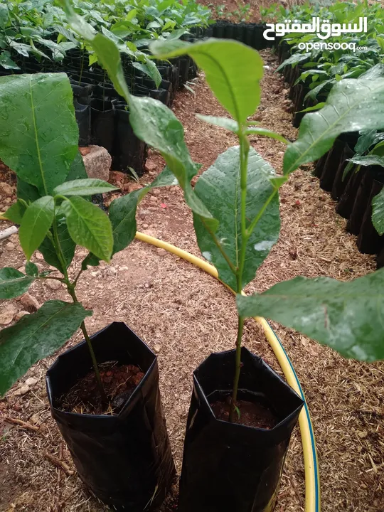 اشتال جوز قلب البيكان امريكي فرك - (233343738) | السوق المفتوح